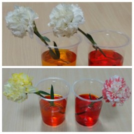 Science Activities for Spring - Our Daily Craft