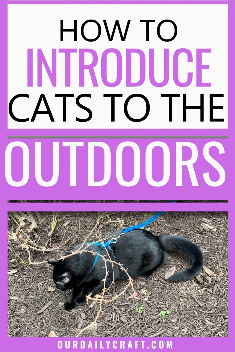 How to Introduce Cats to the Outdoors - Our Daily Craft